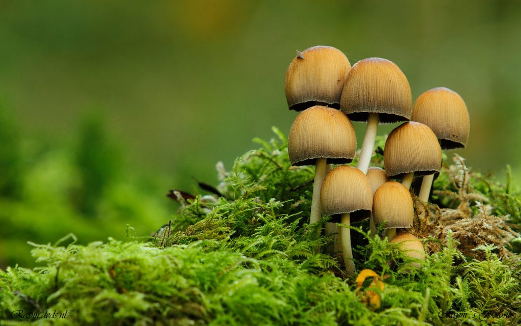 Magic Mushrooms: Reveals Negative Effects Of Psilocybin Mushrooms – The ...